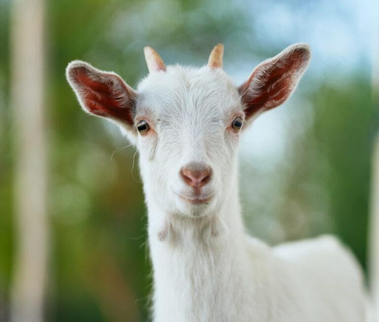 Geit - Gjöf sem gefur